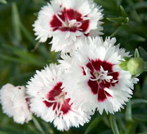 Scent First® Coconut Surprise Dianthus - 爱游戏体育官网网页版登录